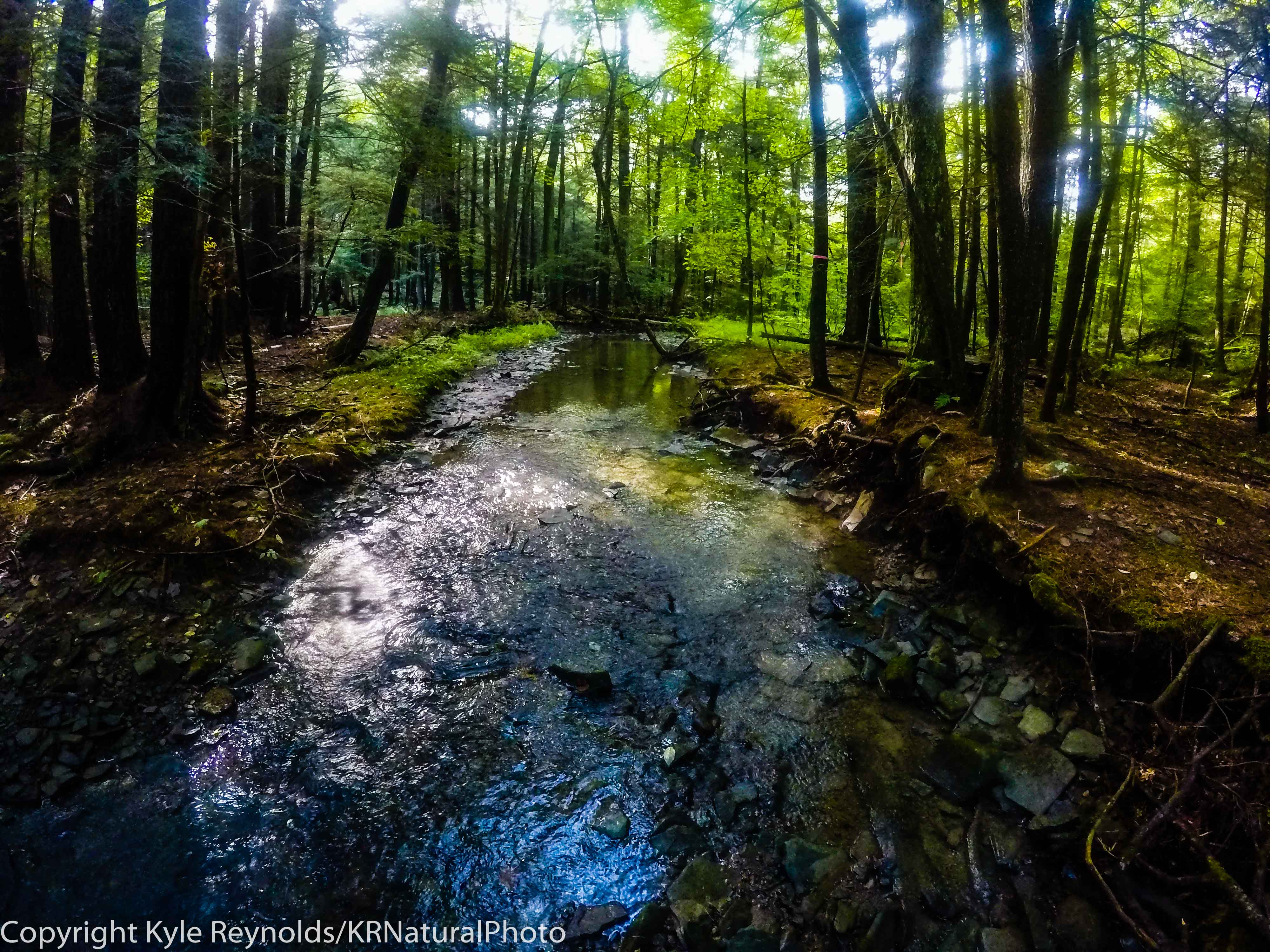 FLT Danby State Forest - krnaturalphoto's Blog