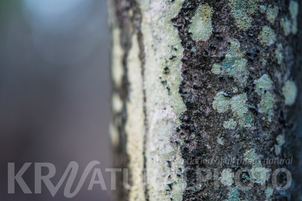 One Photo A Day | Day 109 | Colorful Tree Trunk - krnaturalphoto's Blog