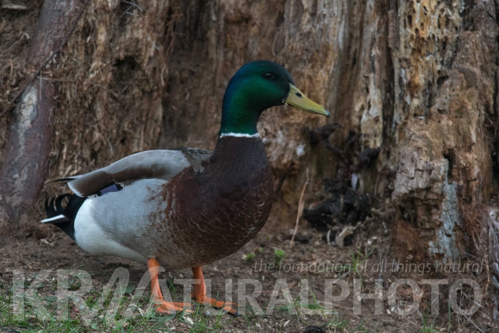 One Photo A Day | Day 100 | Mallard and Tree Trunk - krnaturalphoto's Blog