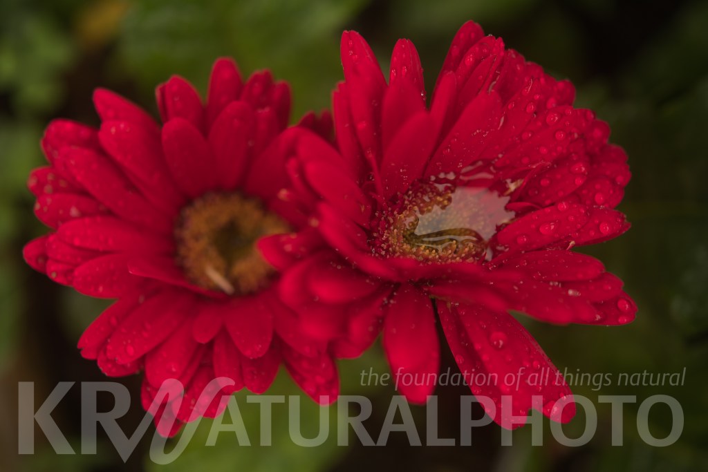 One Photo A Day | Day 197 | Drowning Flower - krnaturalphoto's Blog