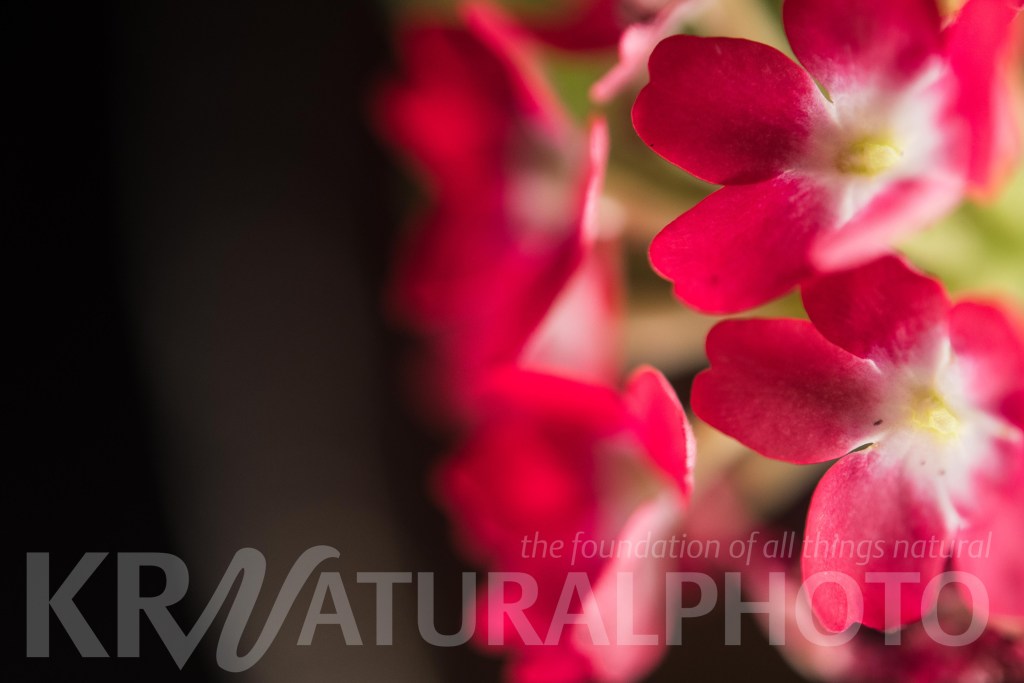One Photo A Day | Day 217 | Red Flowers At Night - krnaturalphoto's Blog