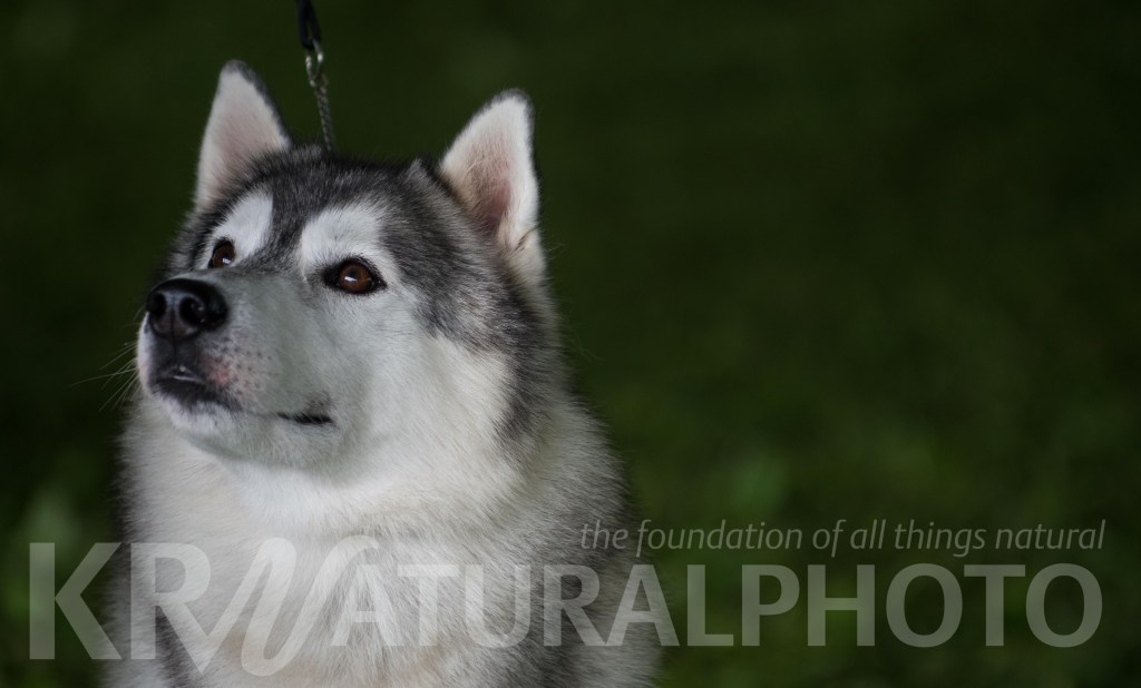 One Photo A Day | Day 234 | Siberian Husky At The Show - krnaturalphoto ...