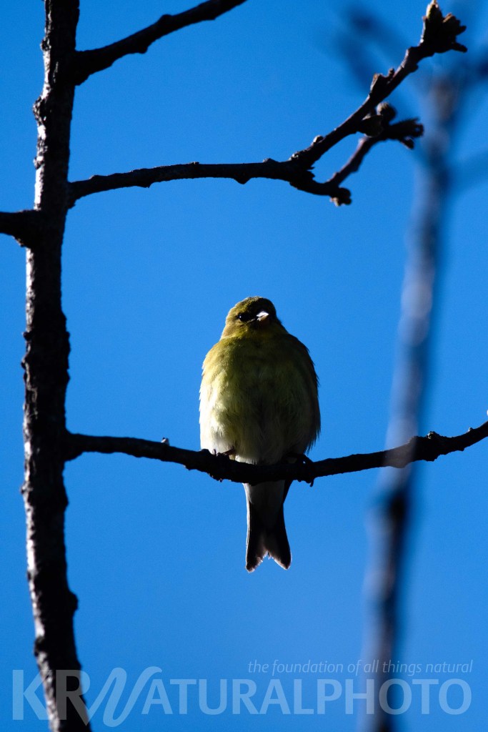 Songbird Perch | American Goldfinch | New York - krnaturalphoto's Blog