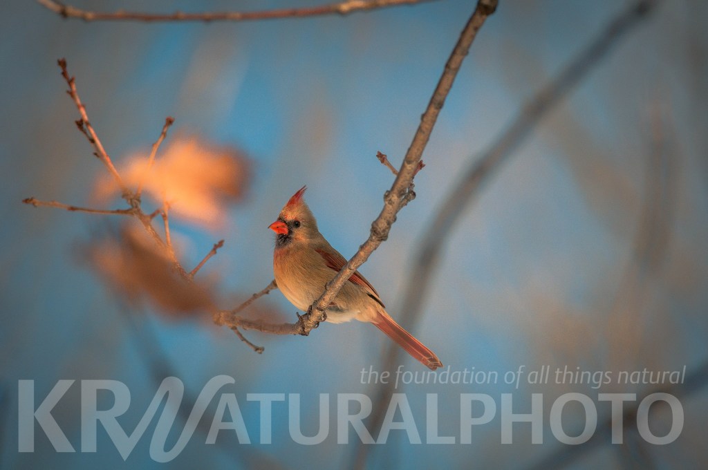 Color Patterns | Female Northern Cardinal | New York - krnaturalphoto's ...