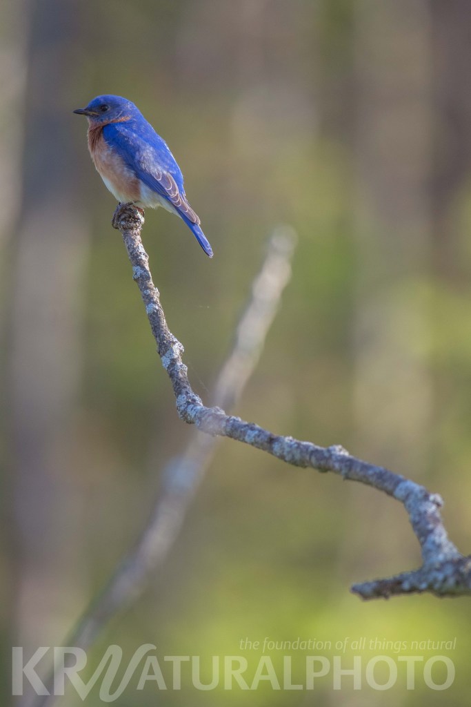 Tree Branch Perch | Eastern Bluebird | New York - krnaturalphoto's Blog