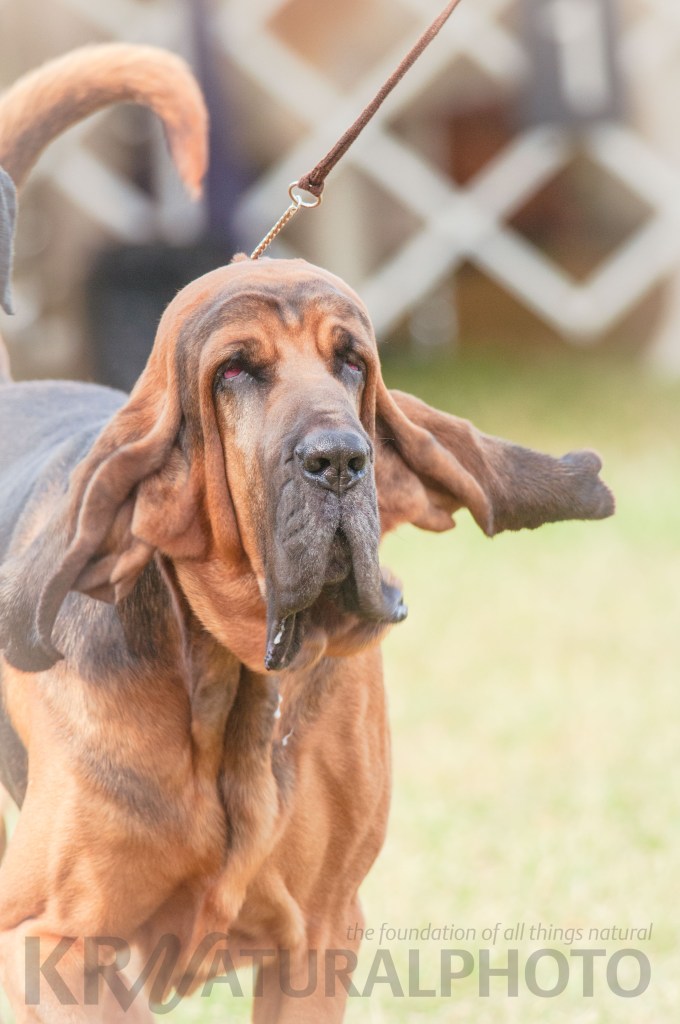 All The Loose Skin | Bloodhound | New York - krnaturalphoto's Blog