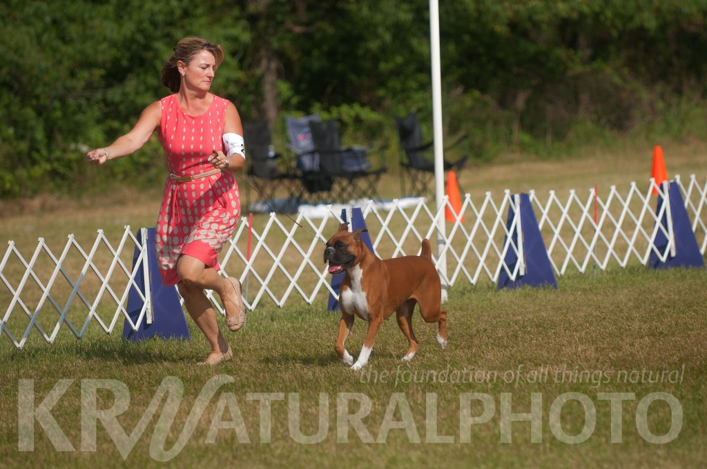 Conformation | Boxer And Handler | New York - krnaturalphoto's Blog