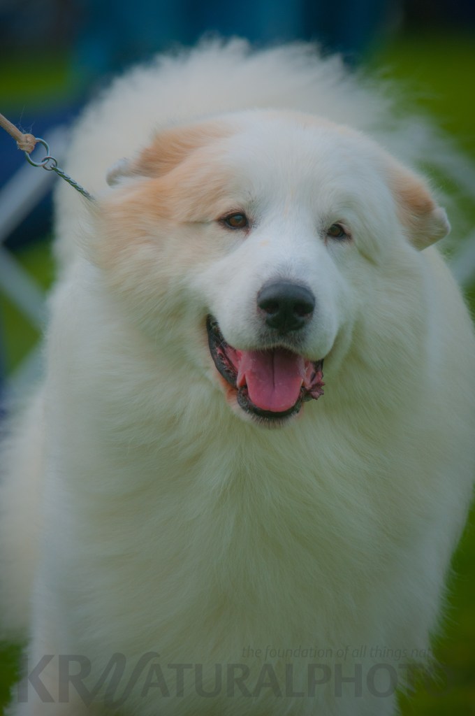 Just A Touch Of Brown | Great Pyrenees | New York - krnaturalphoto's Blog