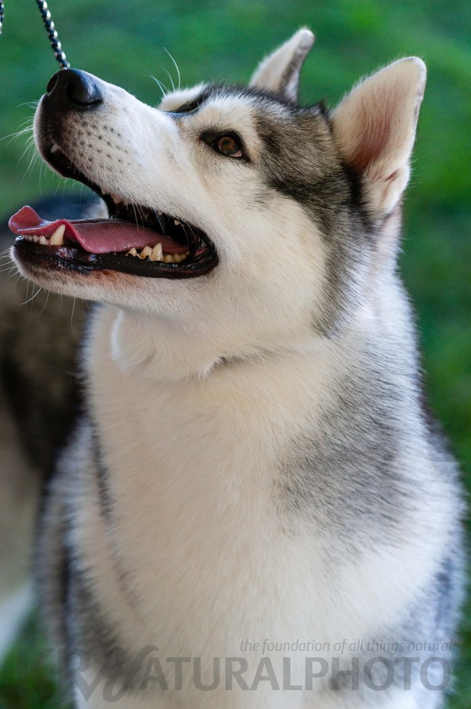 Perpetually Happy | Siberian Husky | New York - krnaturalphoto's Blog