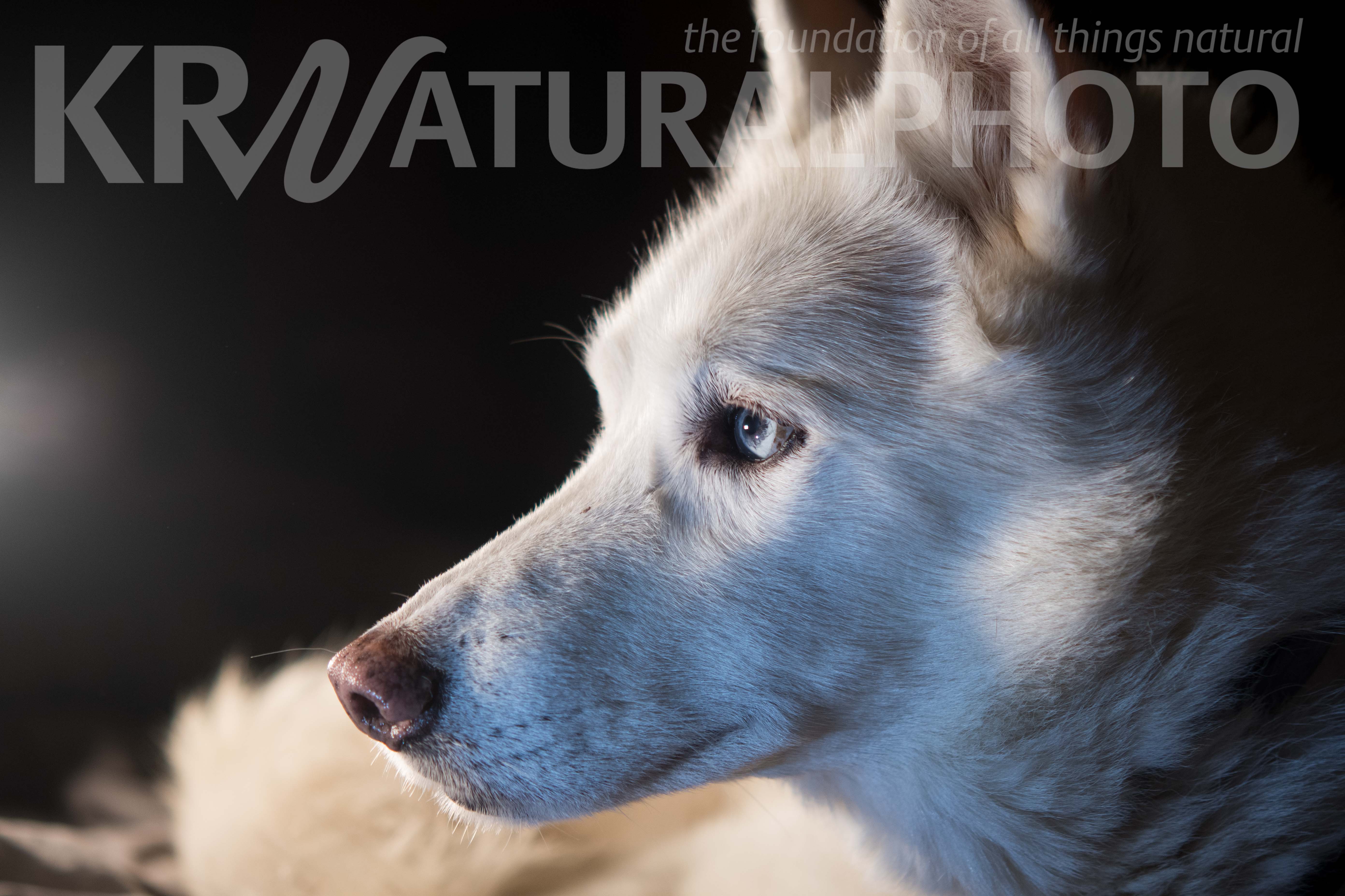 Mojo: The Wildest Dog I Ever Knew - krnaturalphoto's Blog